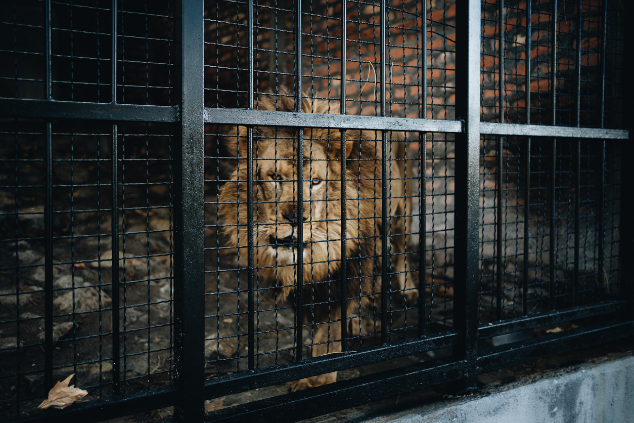 5 Animals That Are Illegal as Pets in Ohio - Wisehart Wright Trial Lawyers